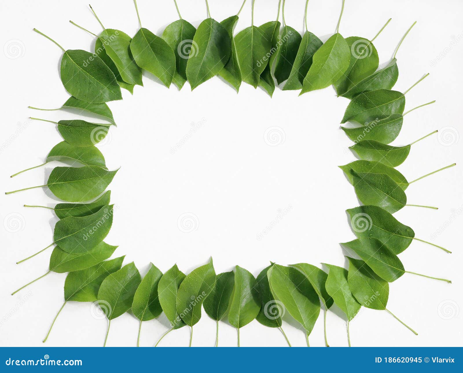 Pear Tree Leaf Frame with Copy Space Stock Image - Image of celebration ...