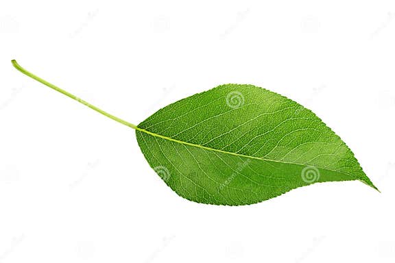 Pear tree leaf stock photo. Image of flora, closeup - 269037260