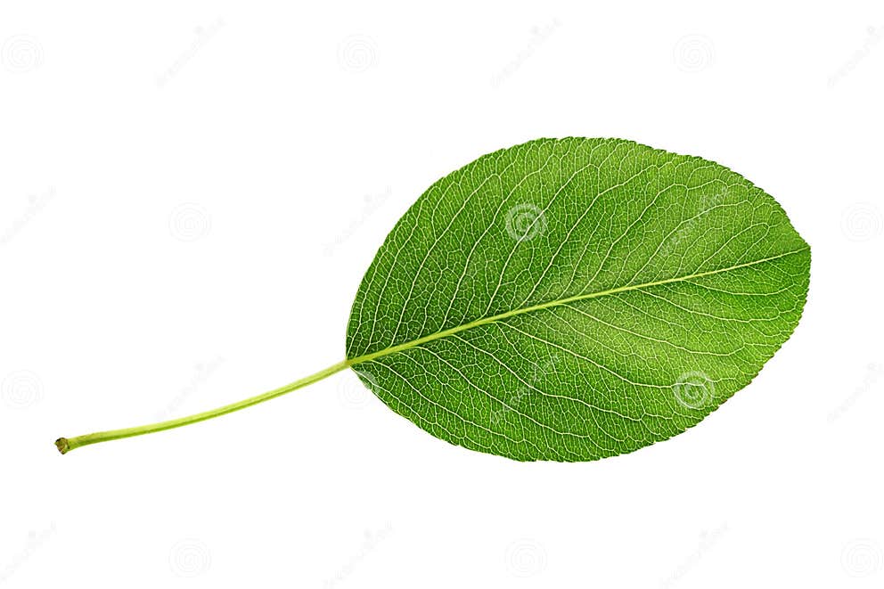 Pear tree leaf stock photo. Image of organic, leaf, plant - 339943956