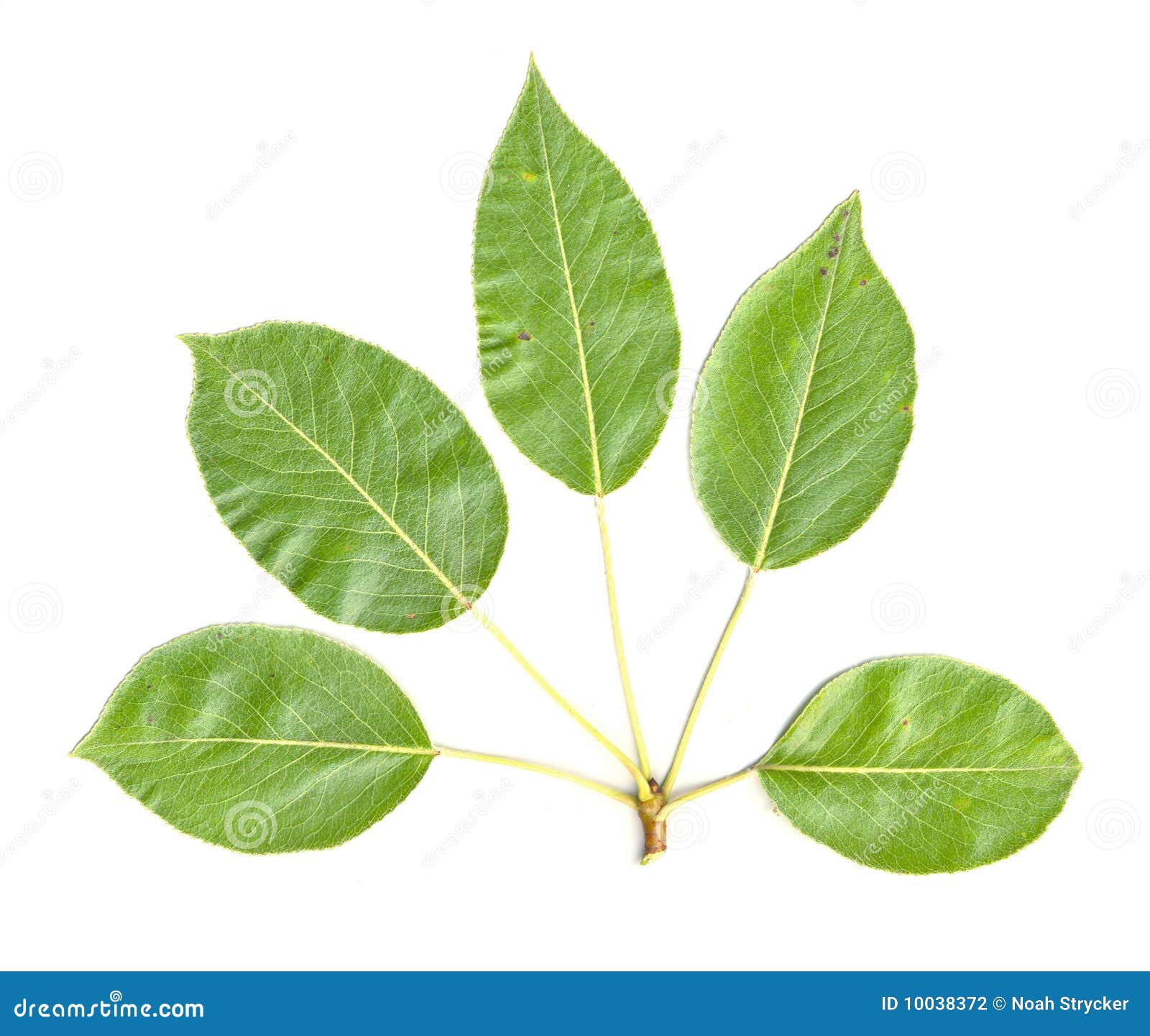 Pear Tree Leaves isolated stock photo. Image of leaf - 10038372