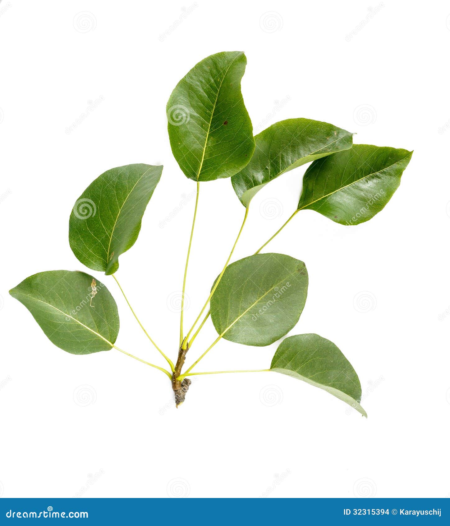 Pear Tree Leaves stock photo. Image of fresh, leaves - 32315394