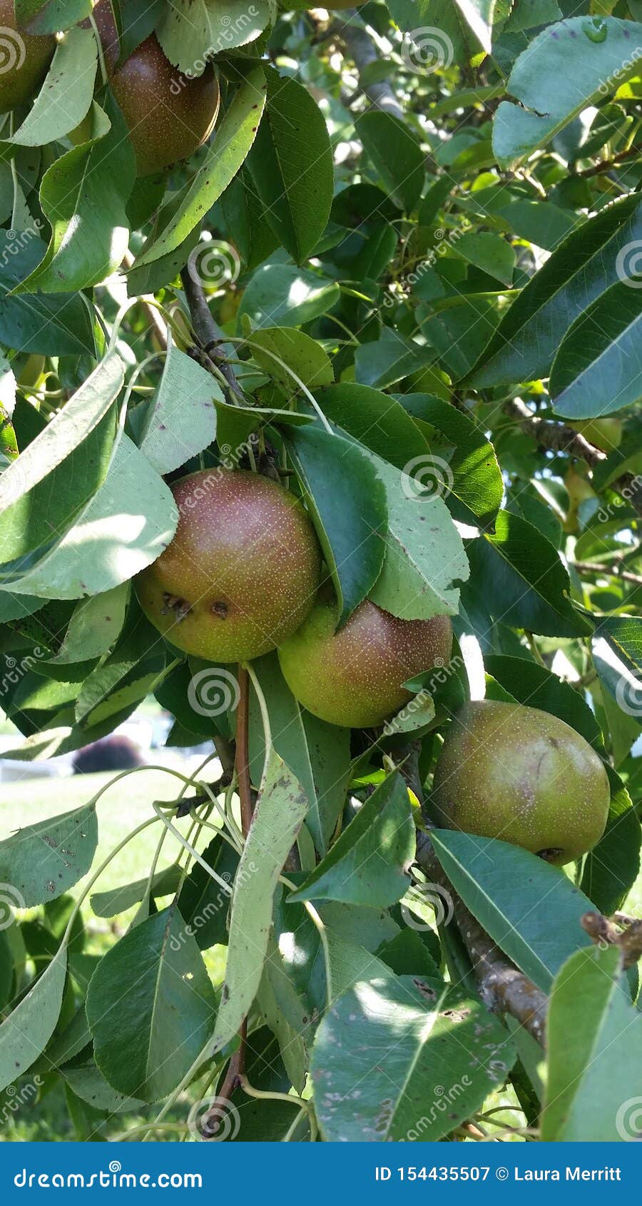 Pear Tree Loaded with Pears almost Ready To Eat Stock Image - Image of ...