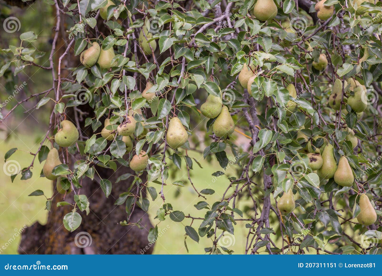 Pear Tree with Lots of Fruits on it Stock Image - Image of season ...