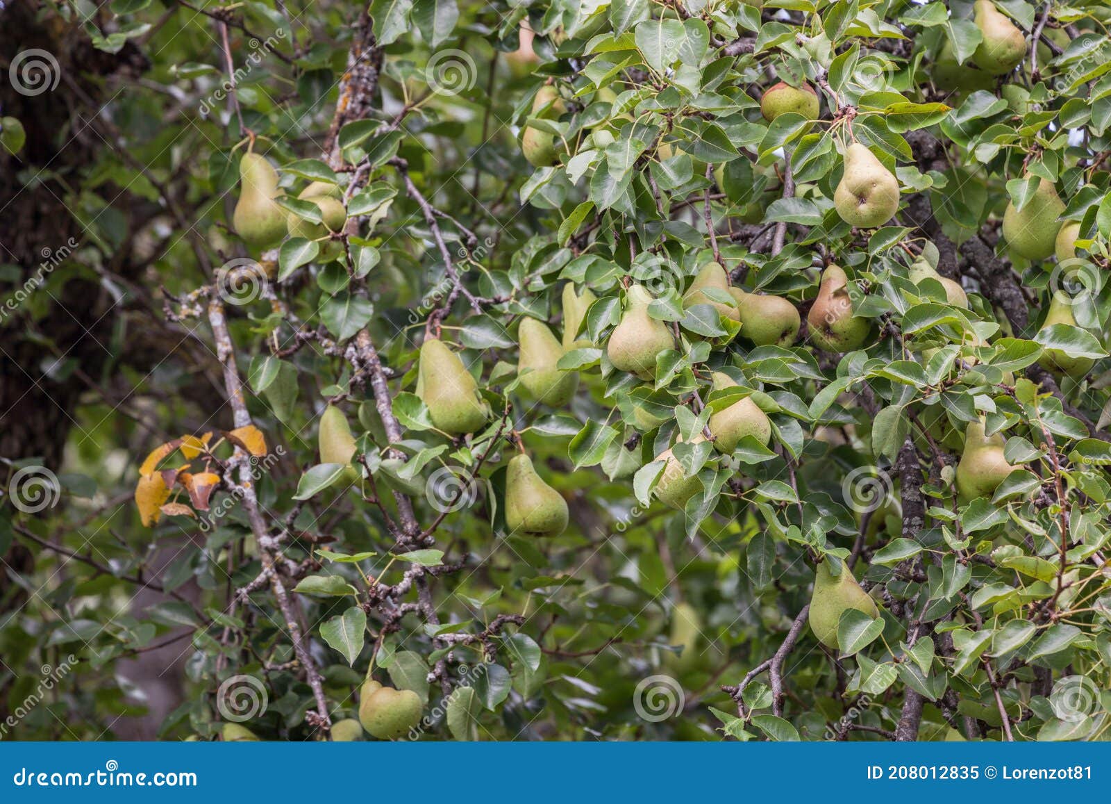 Pear Tree with Lots of Fruits on it Stock Image - Image of agriculture ...