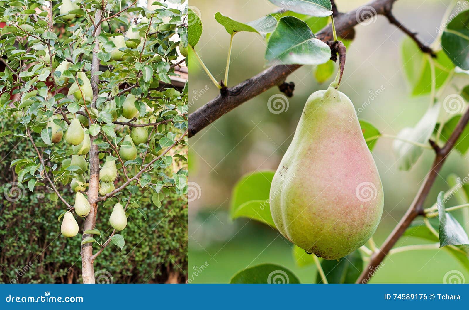 Pear tree stock photo. Image of background, nature, autumn - 74589176