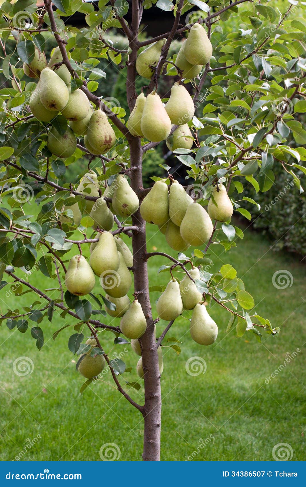 Pear tree stock image. Image of fruit, color, autumn - 34386507