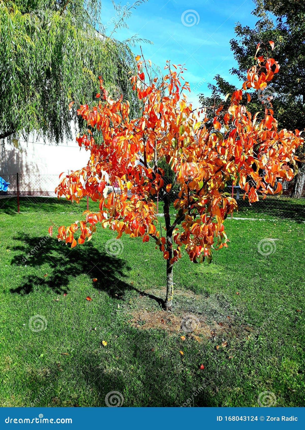 Pear tree stock photo. Image of autumn, beautiful, nature - 168043124