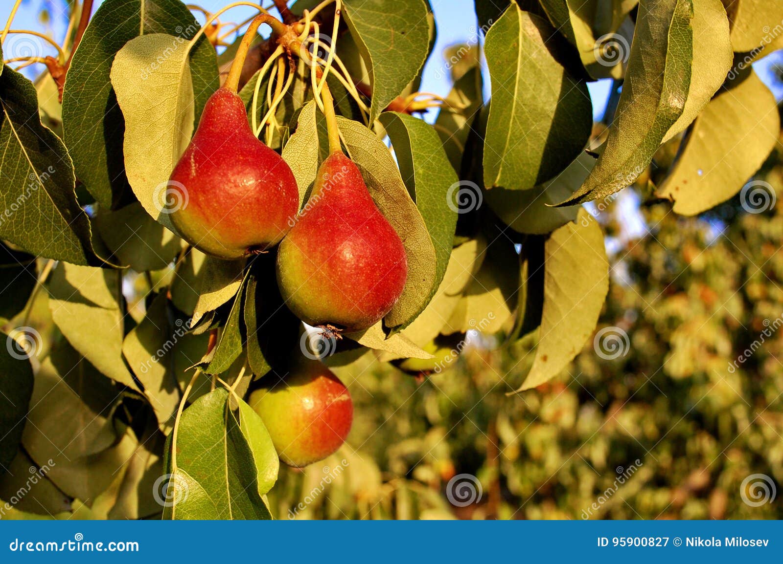 Pear tree stock image. Image of branch, background, nature - 95900827