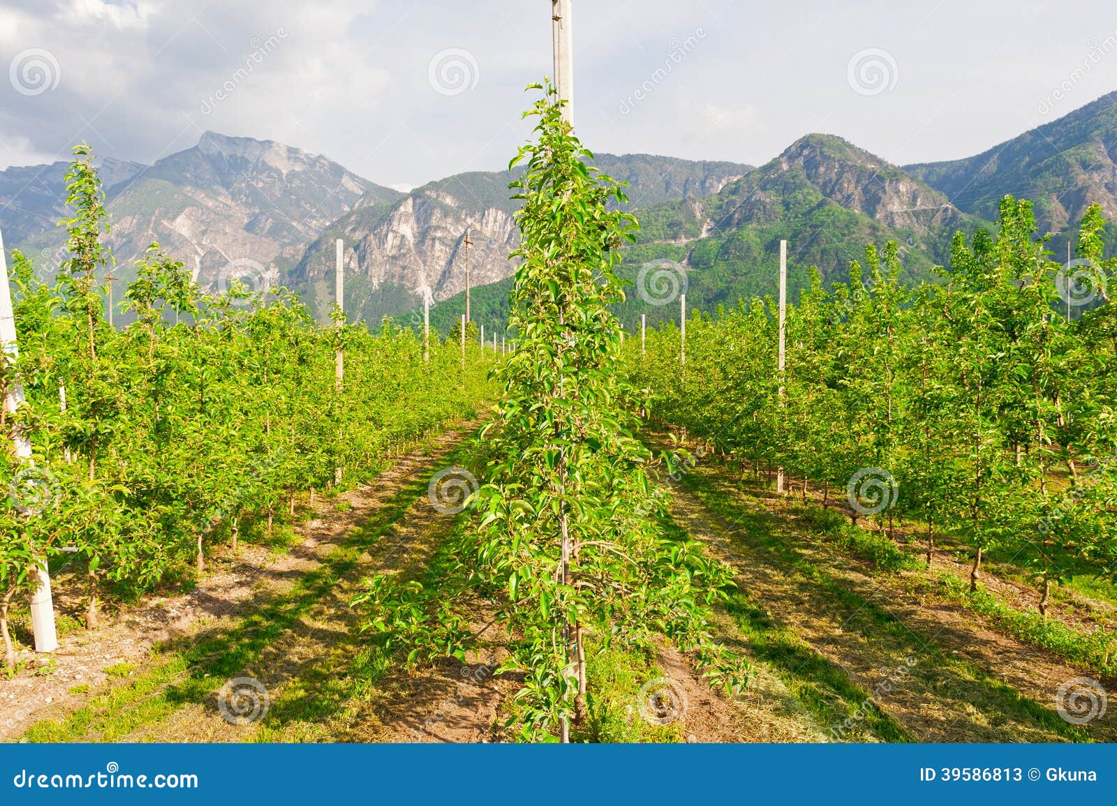 Pear Tree stock image. Image of foothill, nature, alpine - 39586813