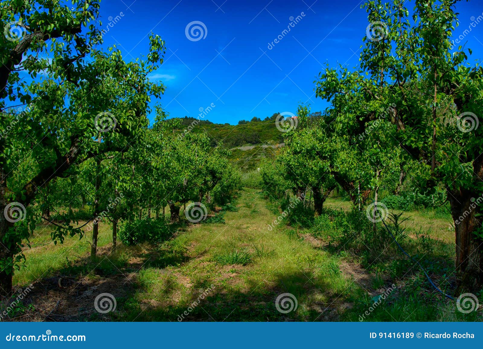 Pear tree plantation stock image. Image of plantation - 91416189