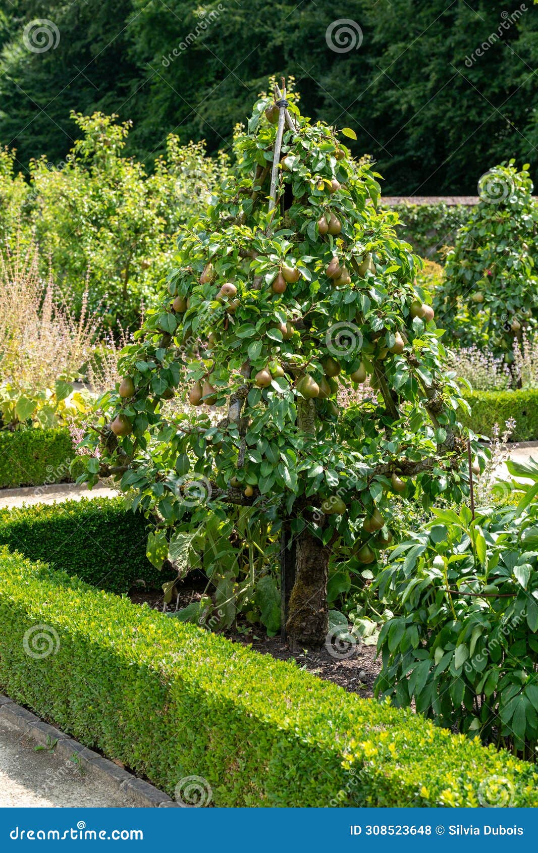 Pear Tree Pyrus Communis, Pears Growing in a Pear-shaped Espalier Shape ...