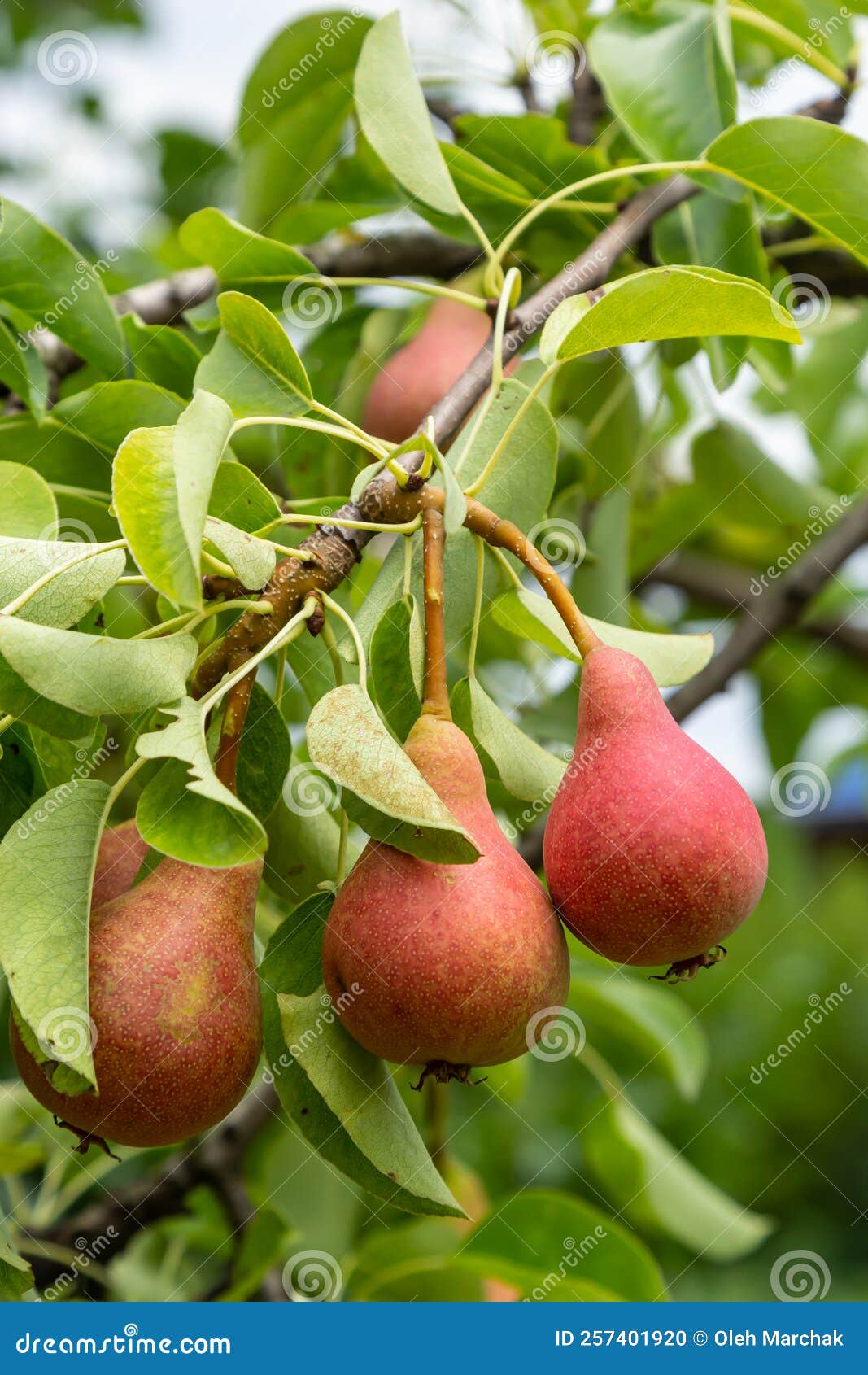 Pear Tree Pyrus Communis. Ripe Pears on a Tree in a Garden Stock Photo ...