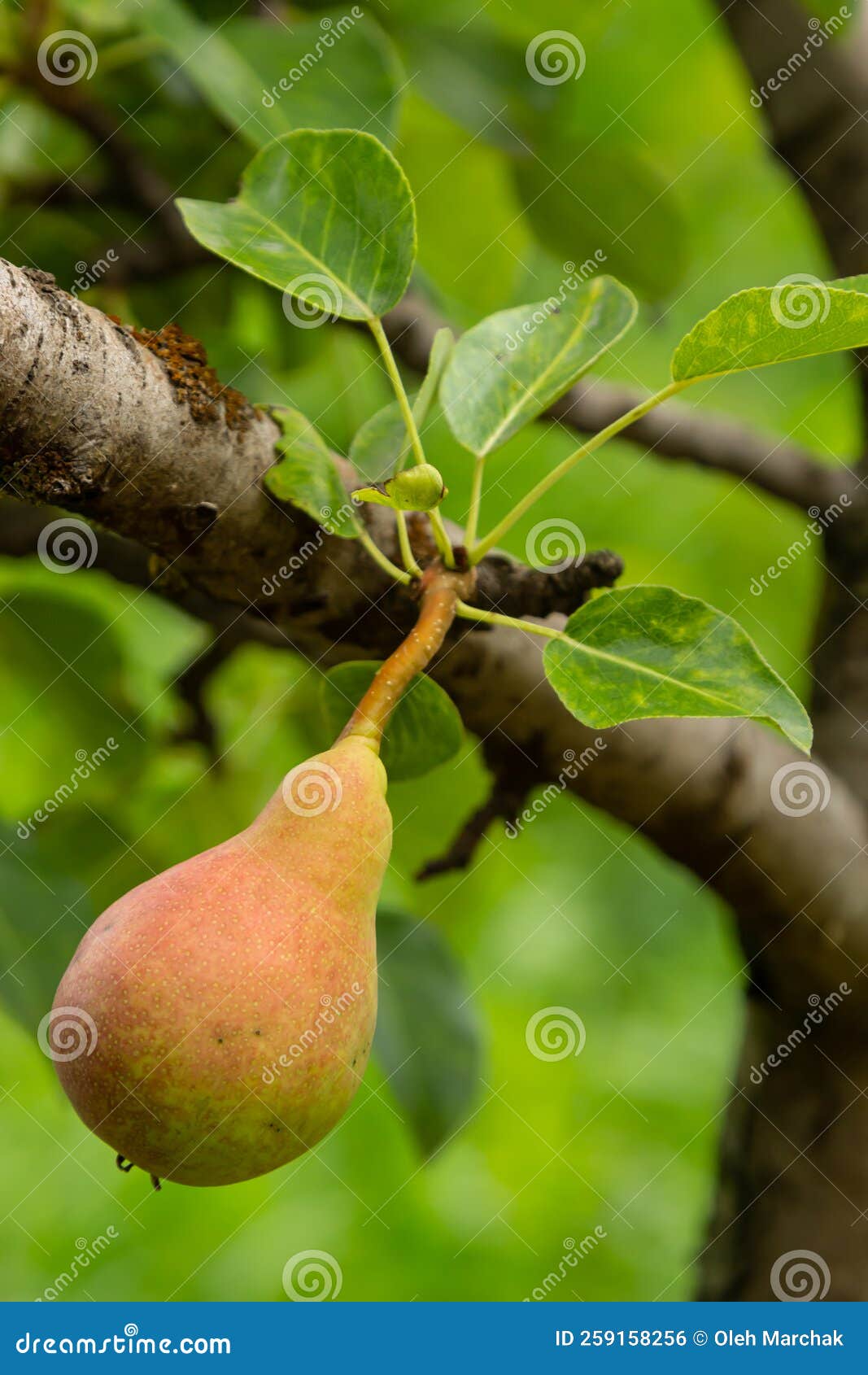 Pear Tree Pyrus Communis. Ripe Pears on a Tree in a Garden Stock Photo ...