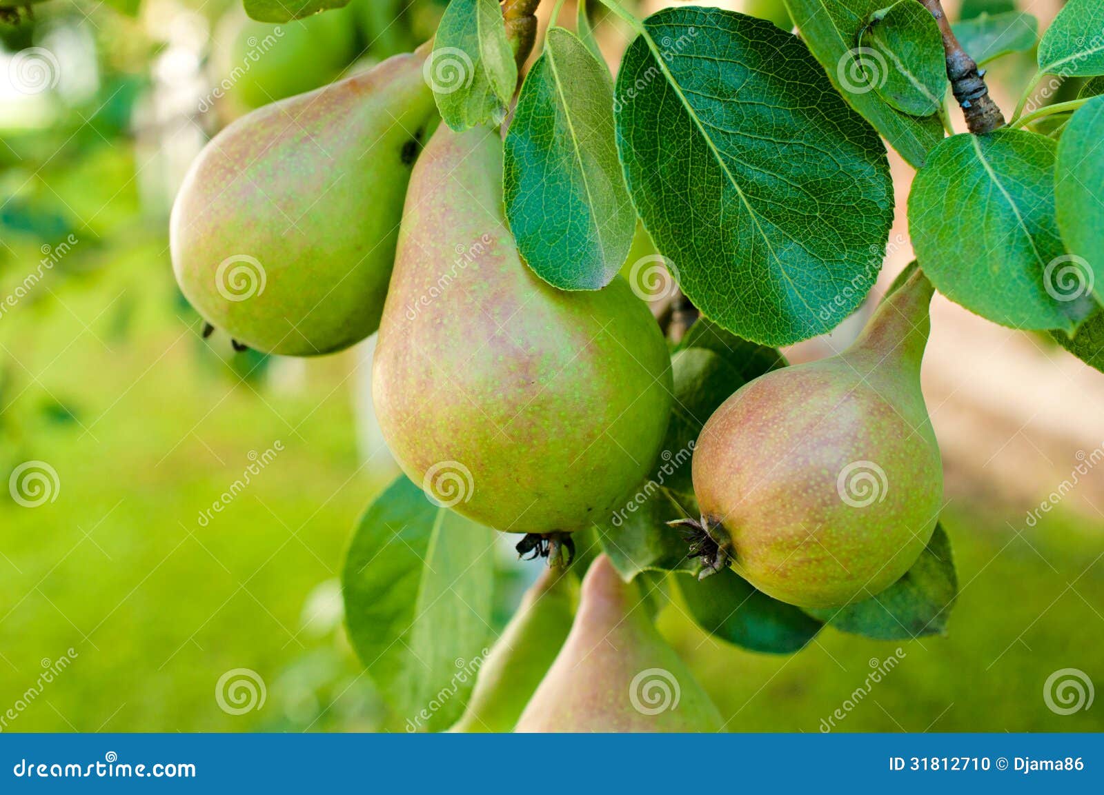Pear tree stock photo. Image of foliage, background, real - 31812710