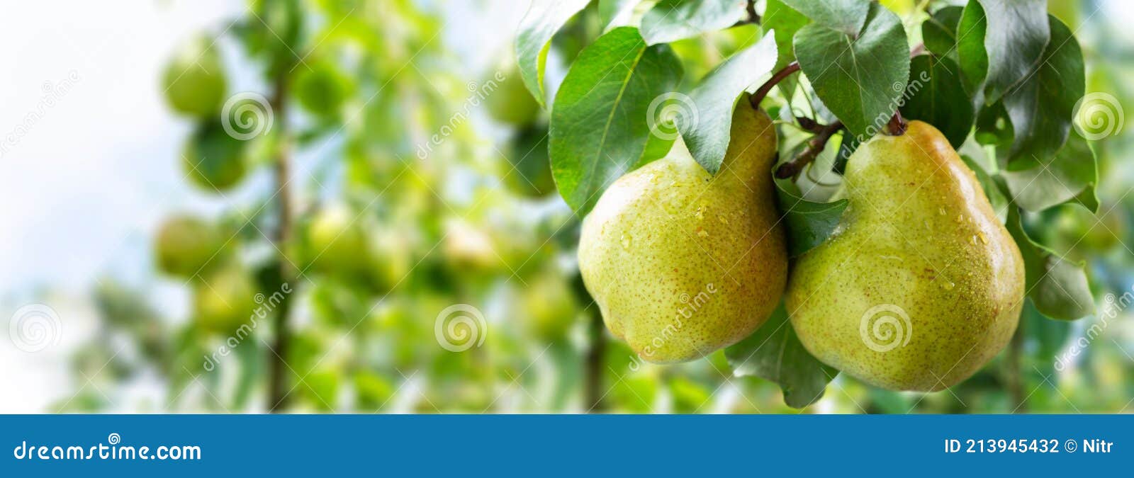 Pear Tree. Ripe Pears on a Tree Stock Photo - Image of fresh, health ...