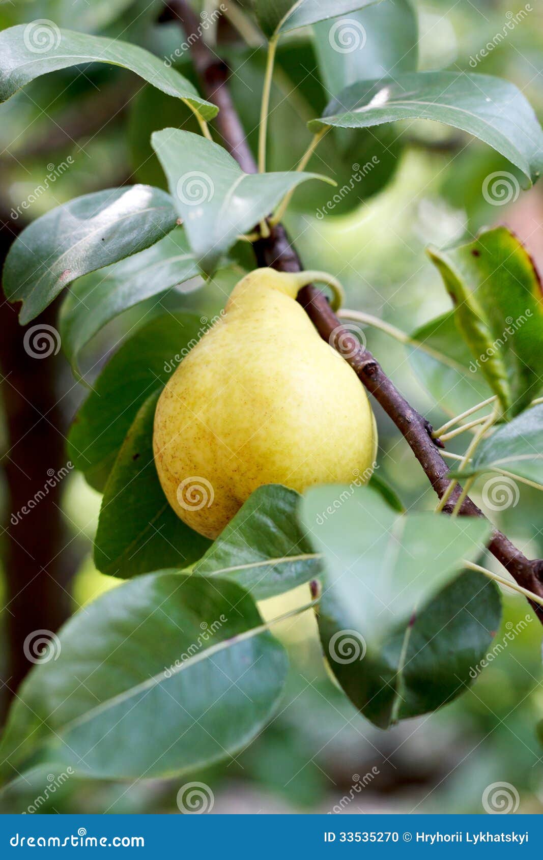 Pear on tree stock photo. Image of cultivate, agriculture - 33535270