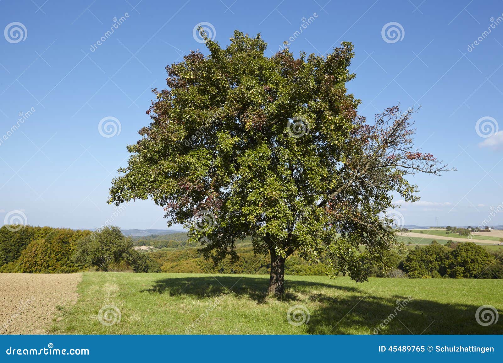 Pear Tree - Single Pear Tree in an Open Landscape Stock Image - Image ...