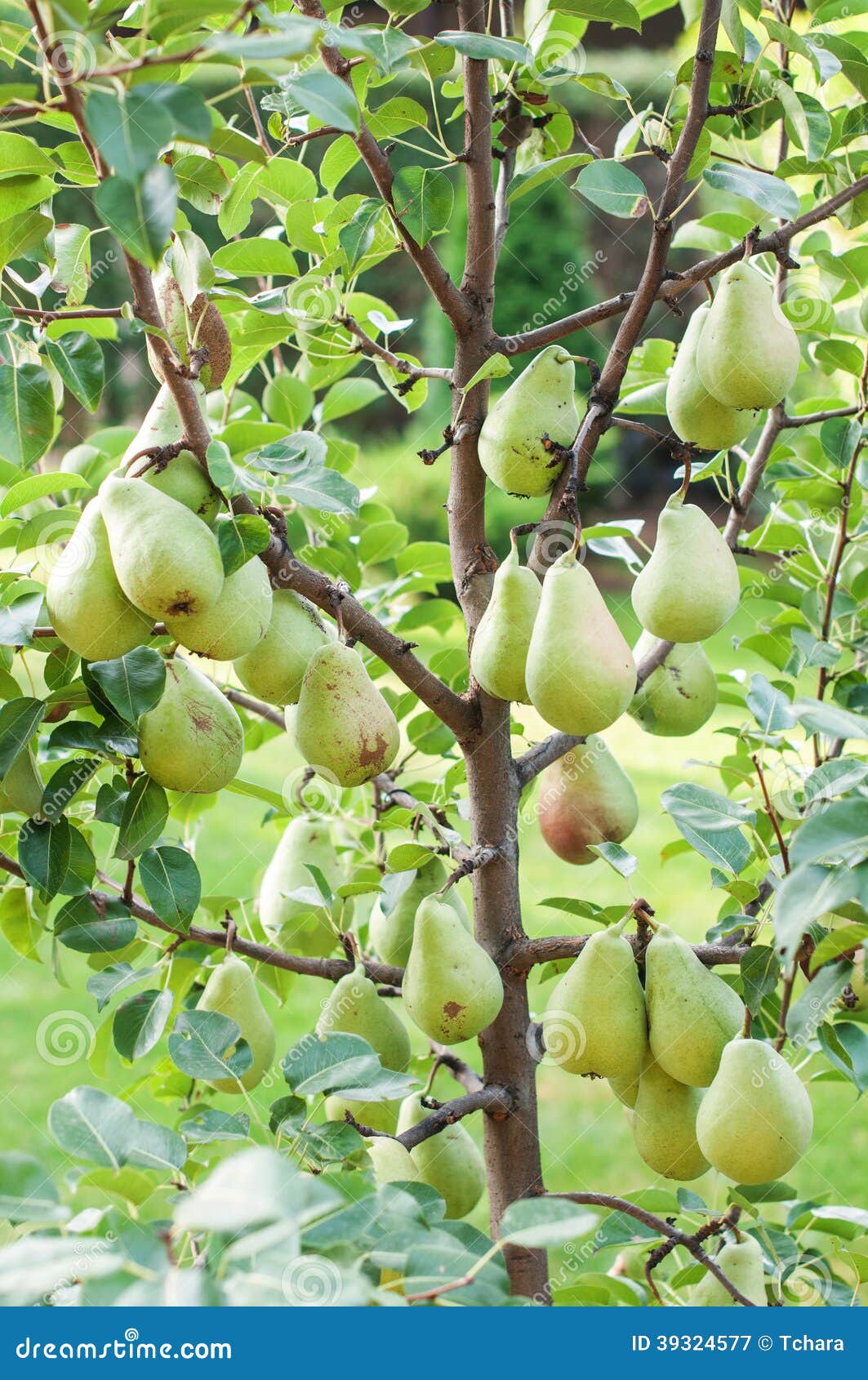 Pear tree stock image. Image of growth, autumn, juicy - 39324577
