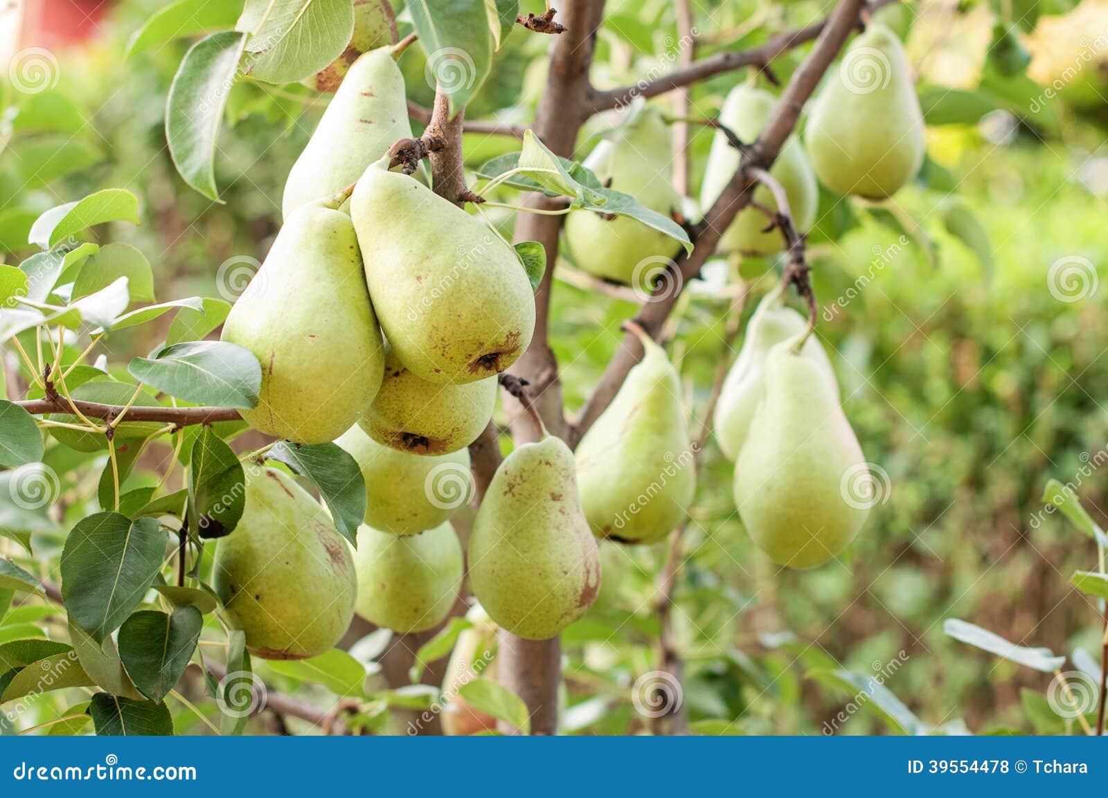 Pear tree stock photo. Image of delicious, pear, harvest - 39554478