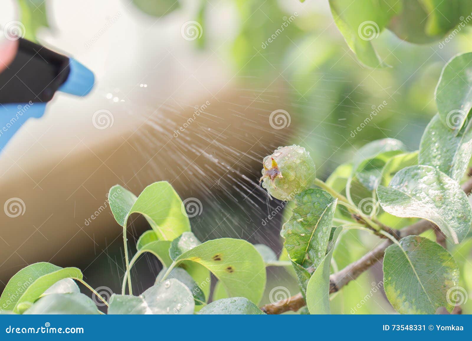 Pear Tree Spraying Against Pests Stock Image - Image of trees, control ...