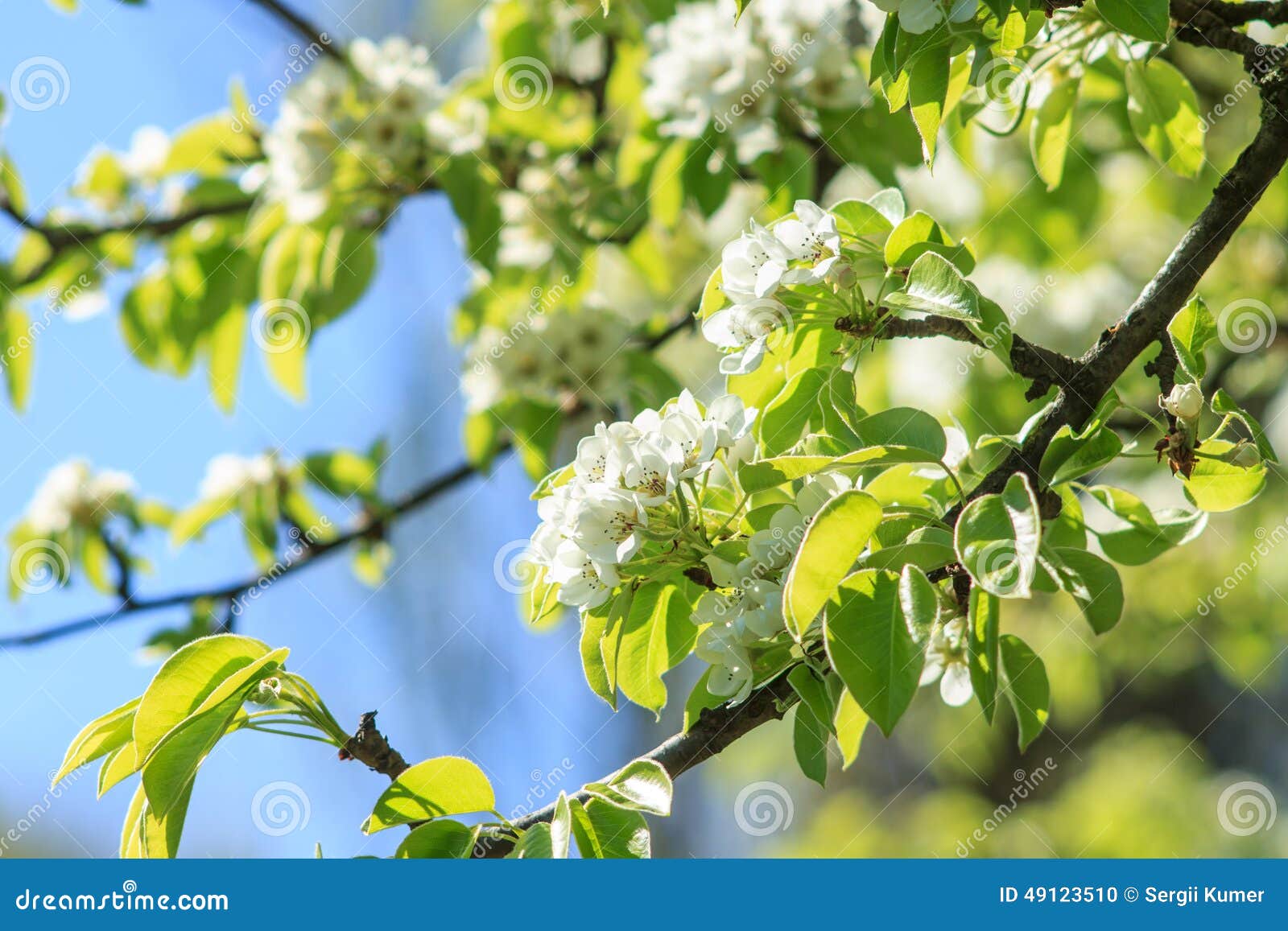 Pear-tree in Spring Season. Stock Photo - Image of bloom, blue: 49123510