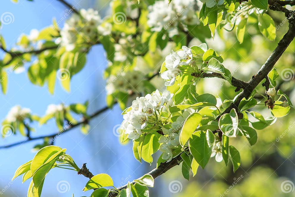Pear-tree in Spring Season. Stock Photo - Image of bloom, blue: 49123510