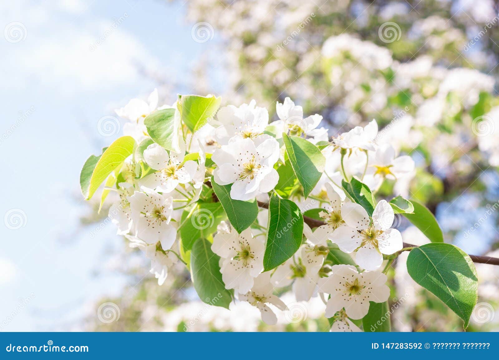 Pear tree in spring stock photo. Image of flowers, flora - 147283592