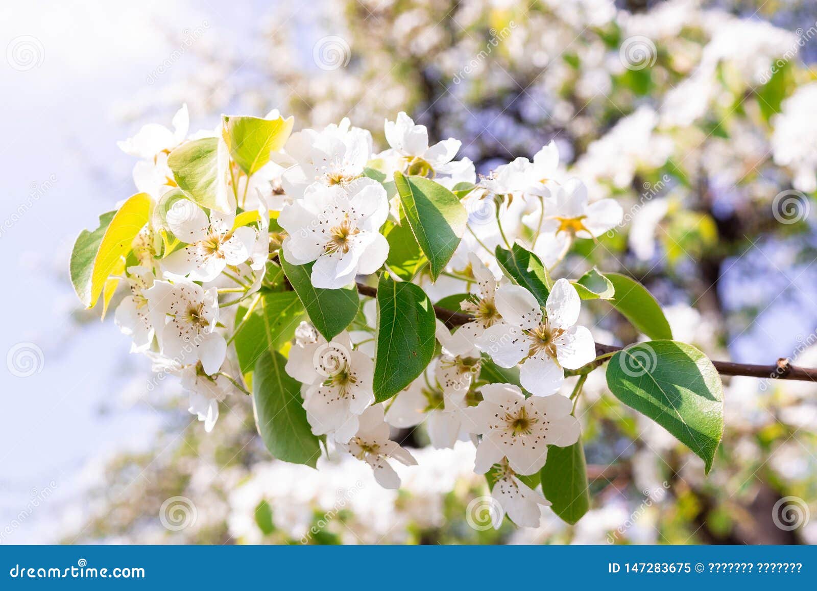Pear tree in spring stock image. Image of park, petal - 147283675