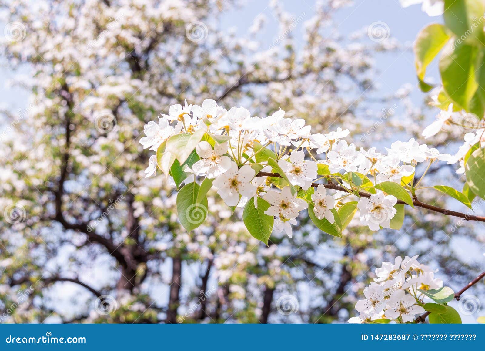Pear tree in spring stock image. Image of fruit, outdoor - 147283687