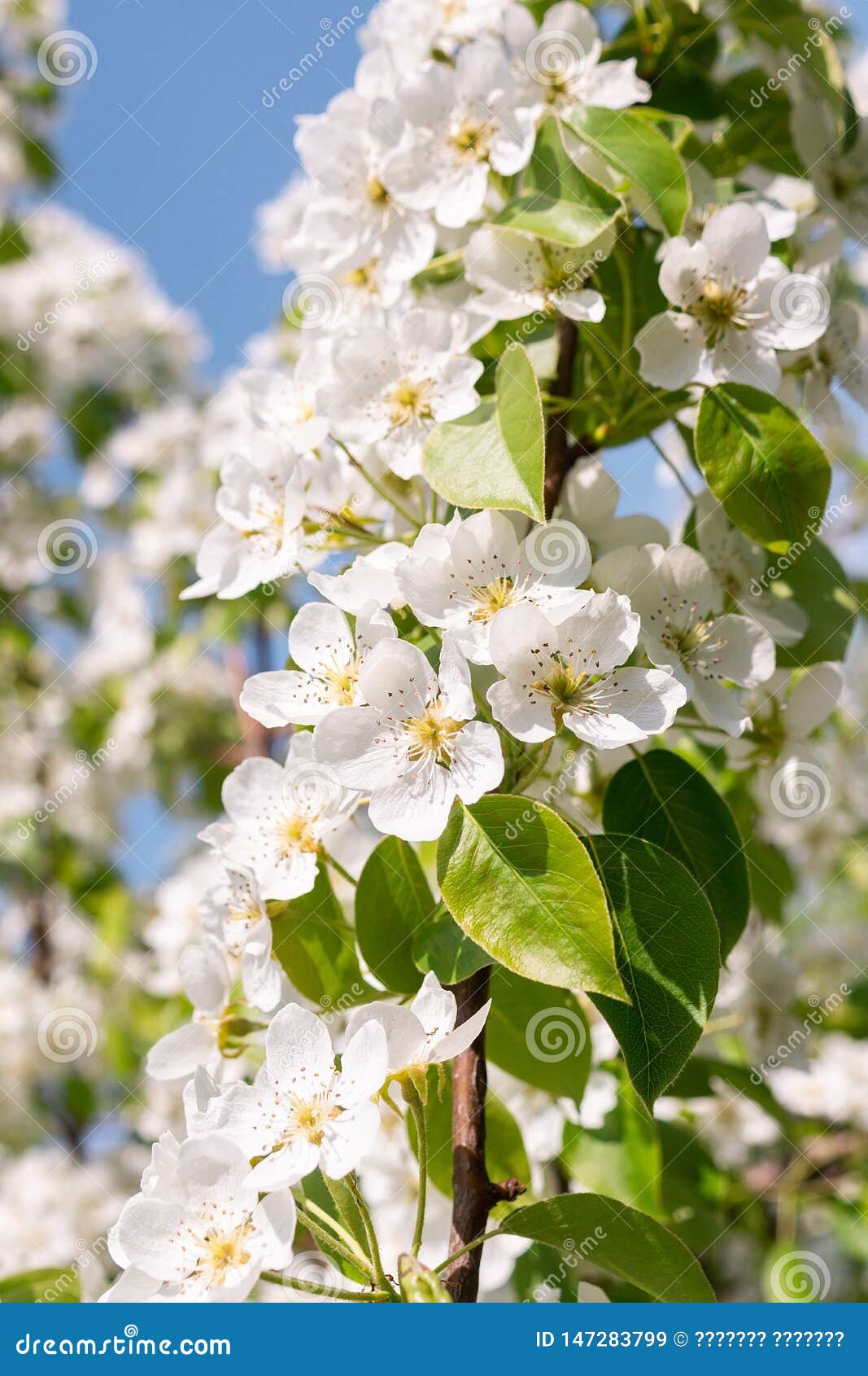 Pear tree in spring stock image. Image of garden, flowers - 147283799