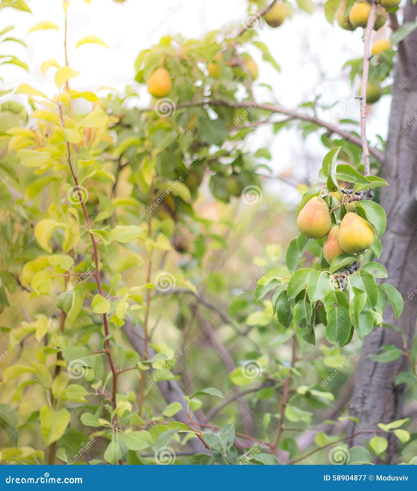 Pear tree in sun beams stock image. Image of group, green - 58904877