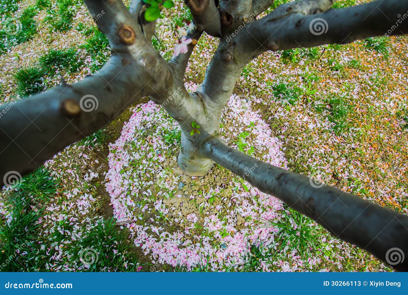 Fallen Flowers Royalty-Free Stock Photo | CartoonDealer.com #274197