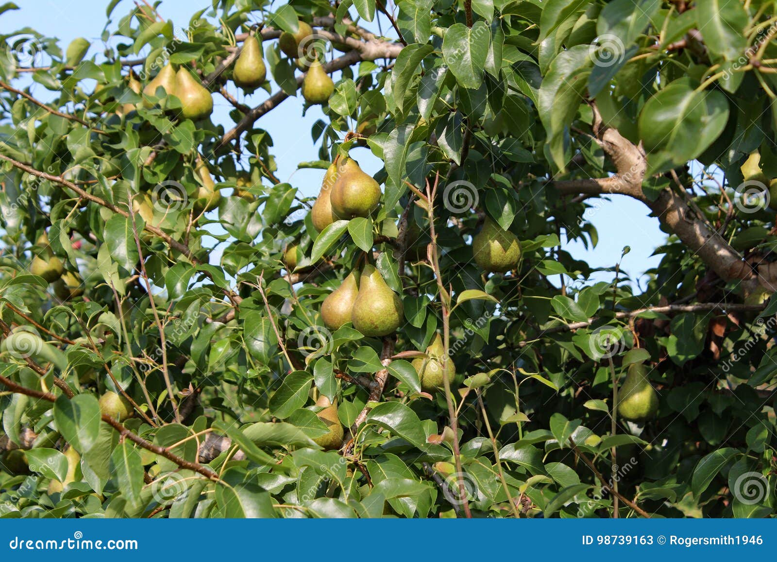Pear tree stock image. Image of color, outdoor, farm - 98739163