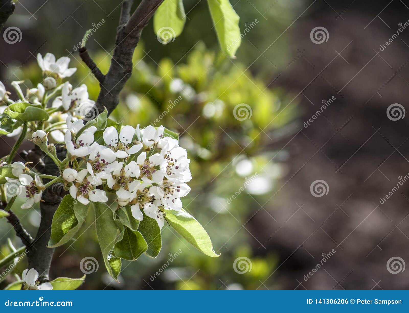 Mini Pear Tree Stock Photos - Free & Royalty-Free Stock Photos from ...