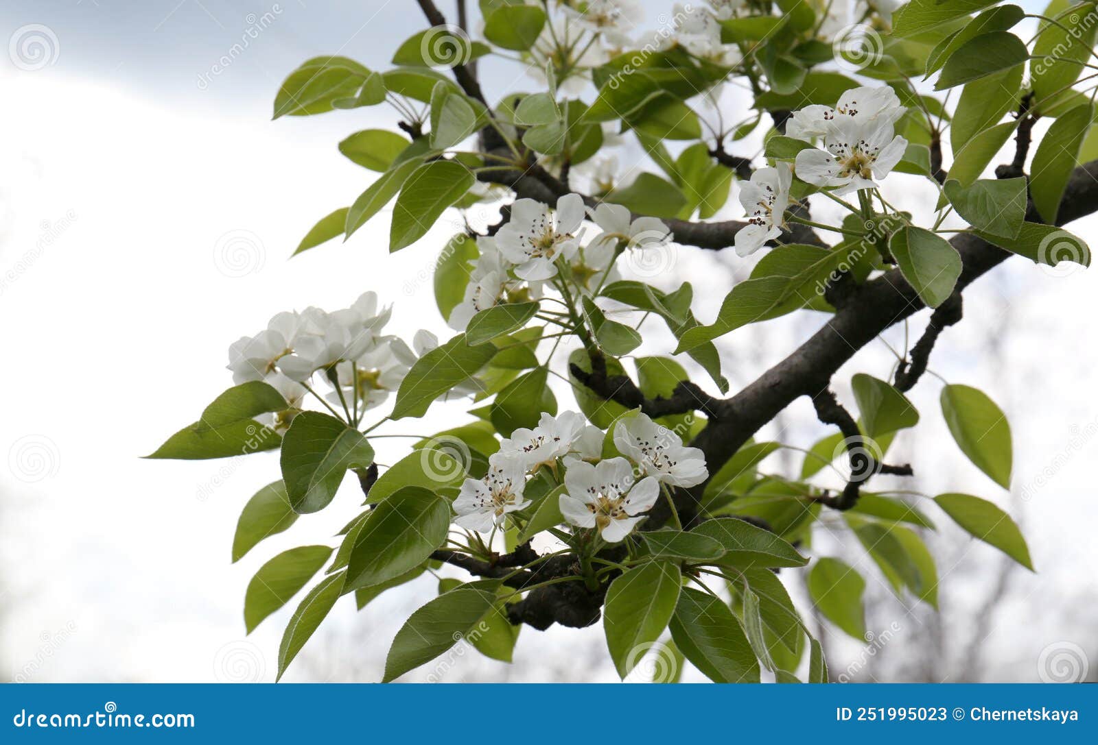 Pear Tree with White Blossoms, Closeup View. Spring Season Stock Image ...