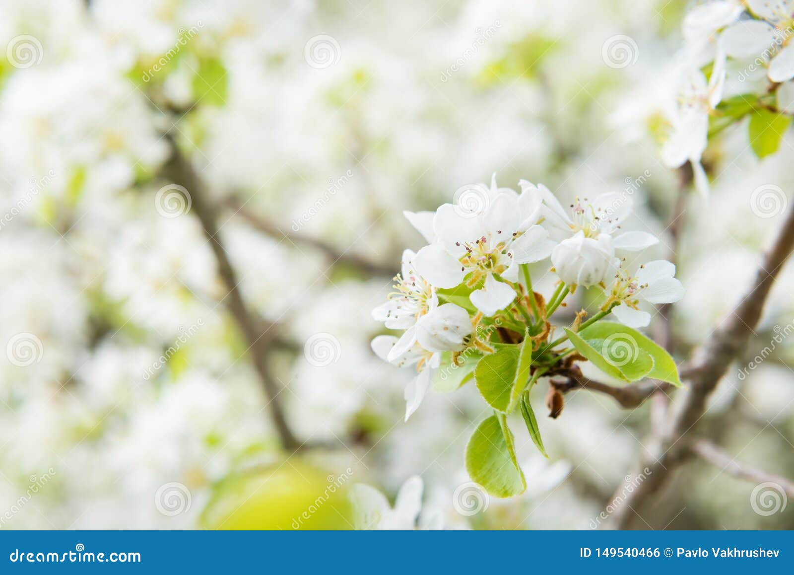 Pear tree in white flowers stock photo. Image of japan - 149540466