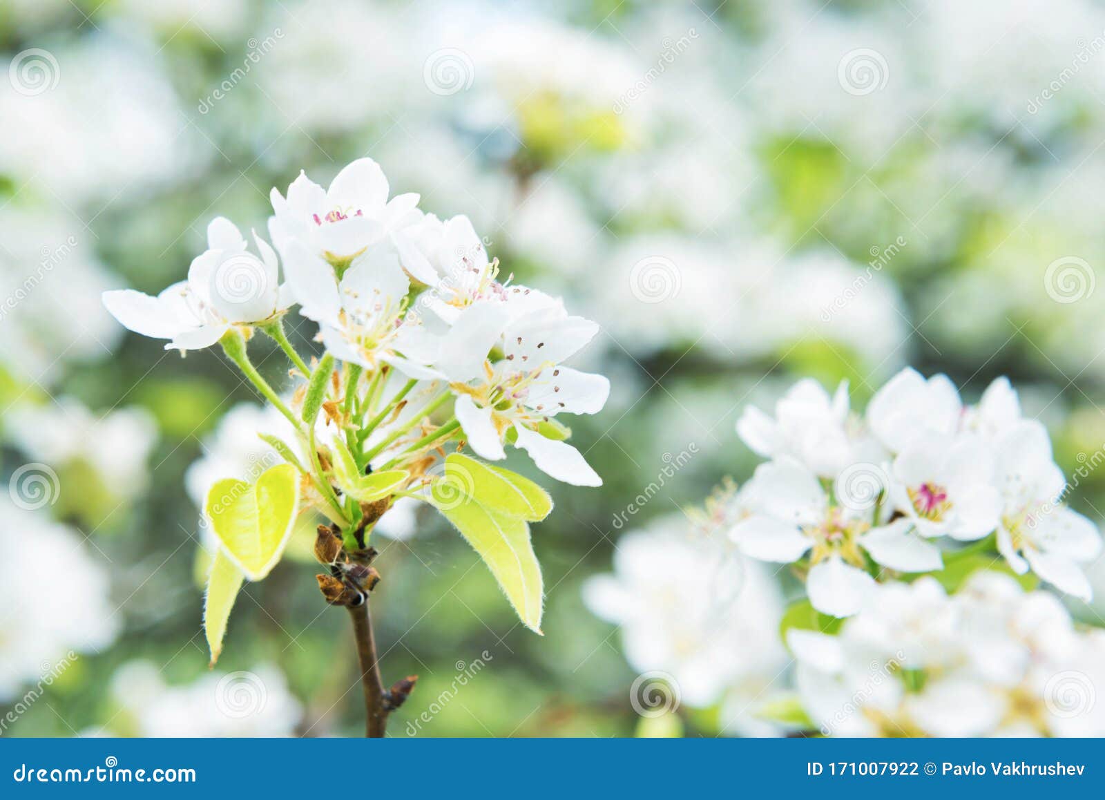 Pear tree in white flowers stock photo. Image of detail - 171007922