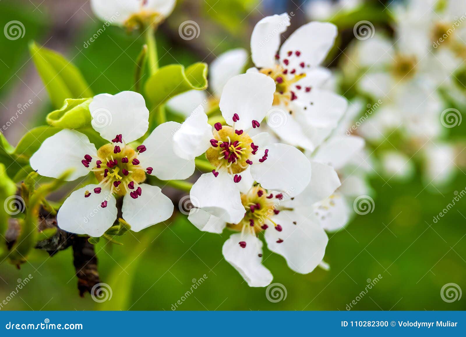 A Pear Tree with White Flowers, a Bright Spring Day_ Stock Photo ...