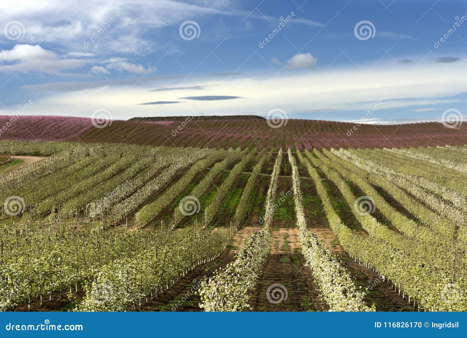Pear Tree White Flowers, Field with a Rows of Pear Trees. Stock Photo ...