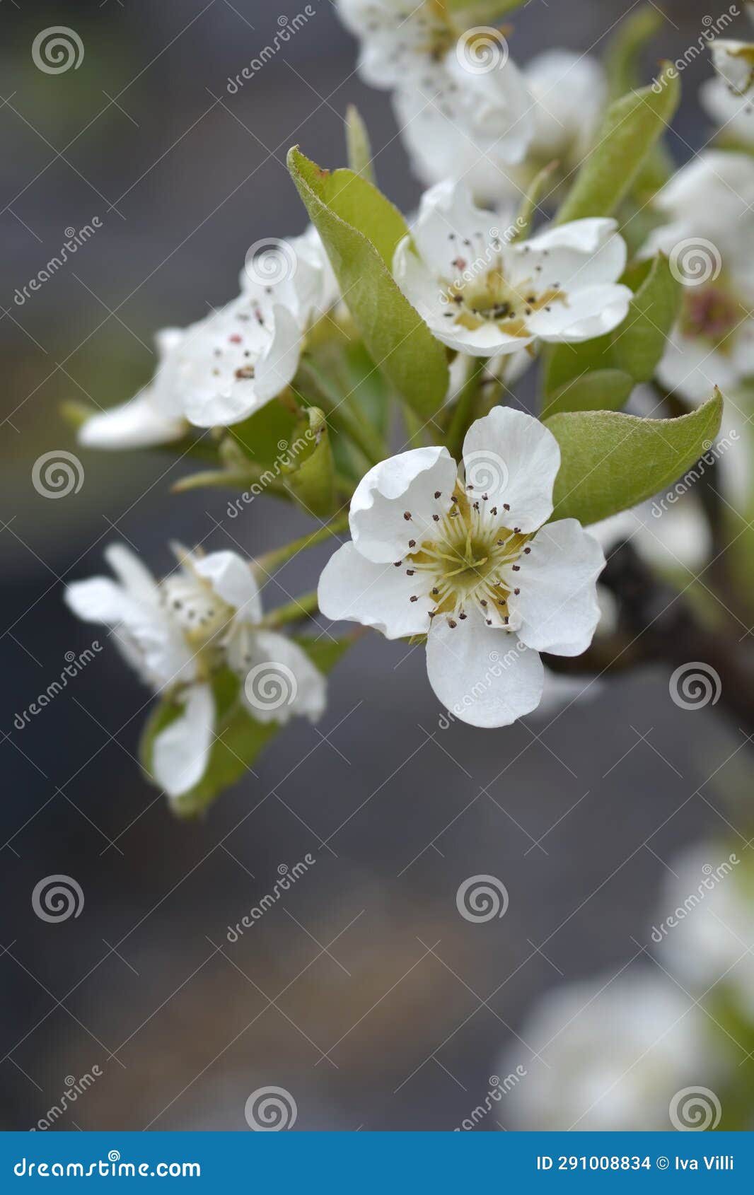 Pear tree Williams stock photo. Image of botany, white - 291008834