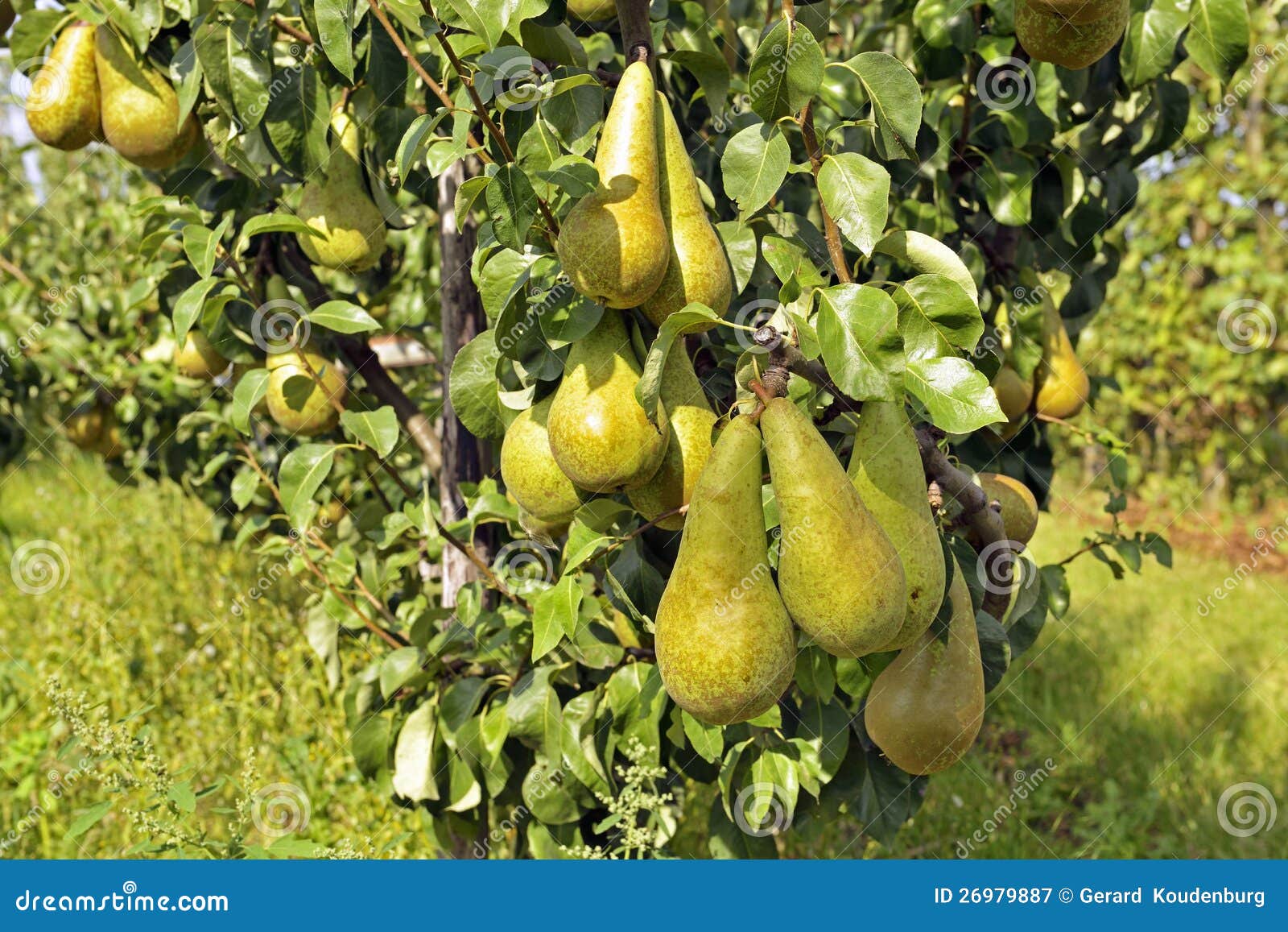 Pear Tree with Yellow Pears Stock Image - Image of growth, stem: 26979887
