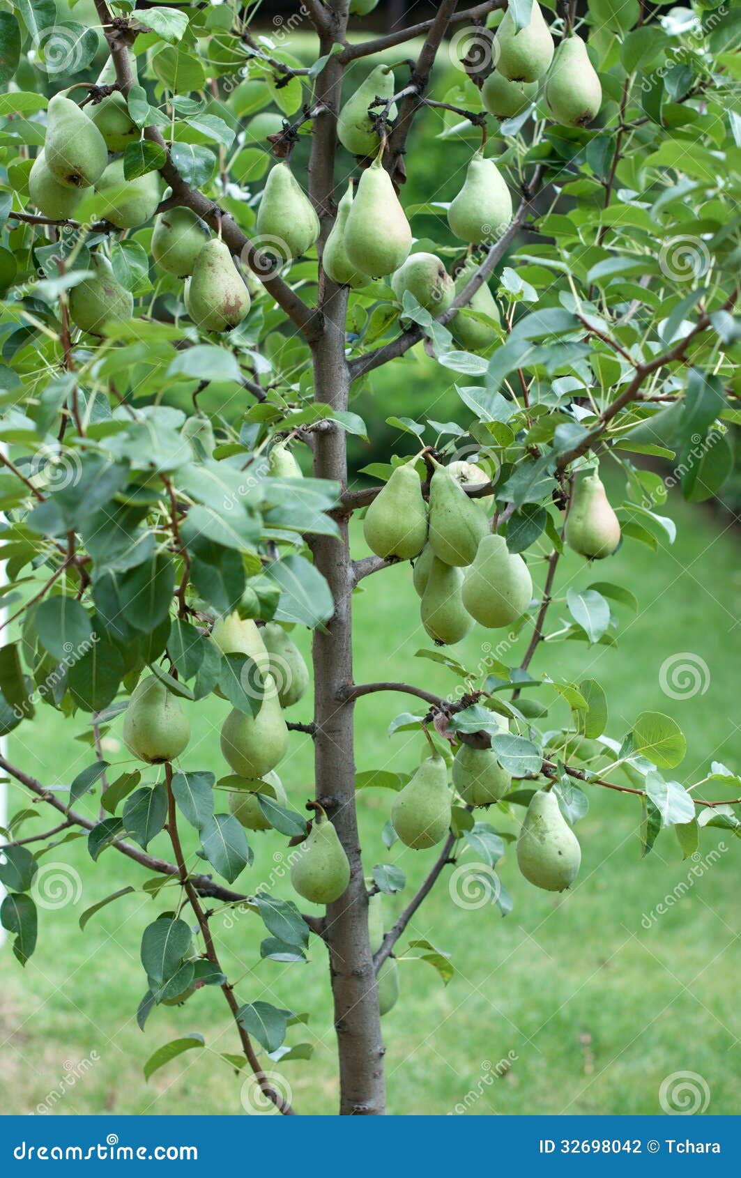 Pear tree stock photo. Image of seasonal, farm, branch - 32698042