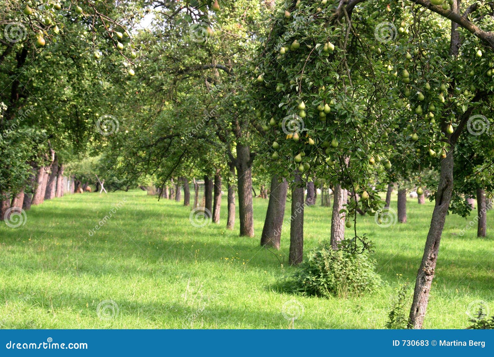 Pear trees stock image. Image of tree, tasty, pear, fruits - 730683