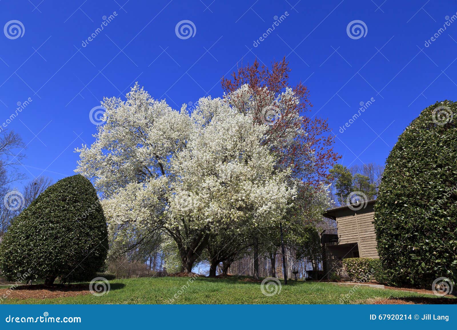 Pear Trees Blooming in Spring Stock Photo - Image of lawn, flowering ...