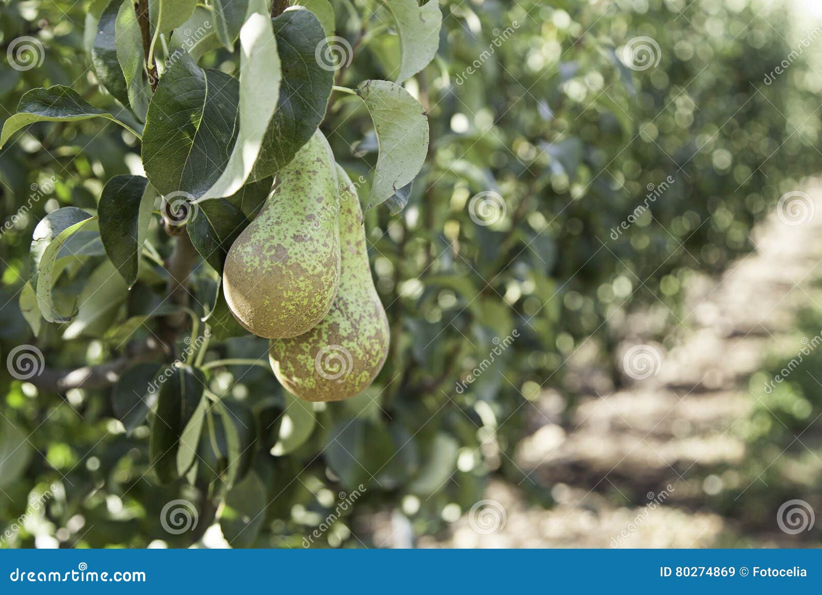 Pear trees field stock image. Image of freshness, natural - 80274869