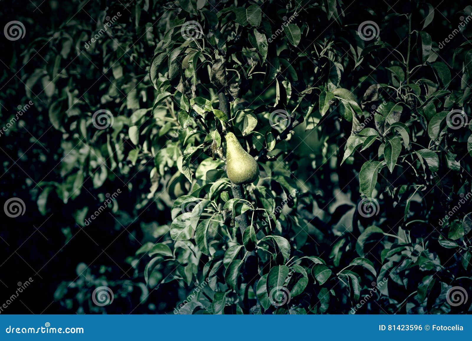 Pear trees field stock photo. Image of organic, juicy - 81423596