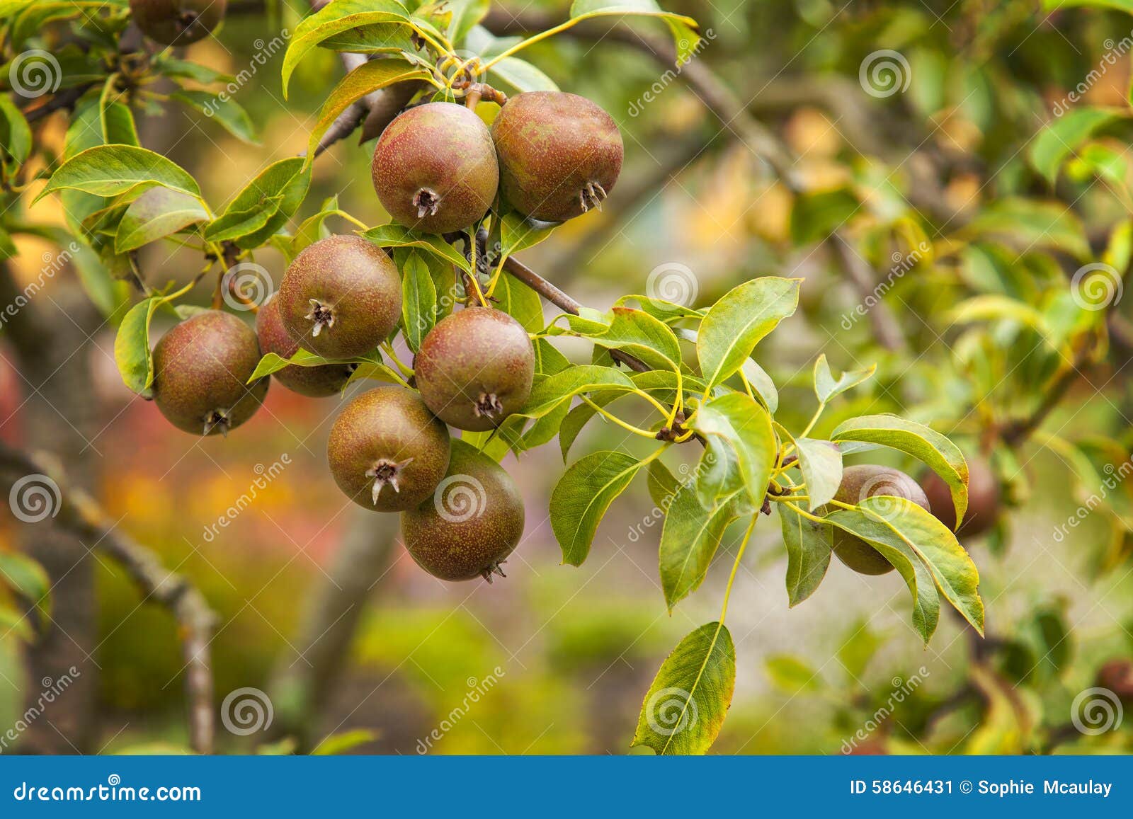 Pear trees stock image. Image of delicious, crop, hanging - 58646431