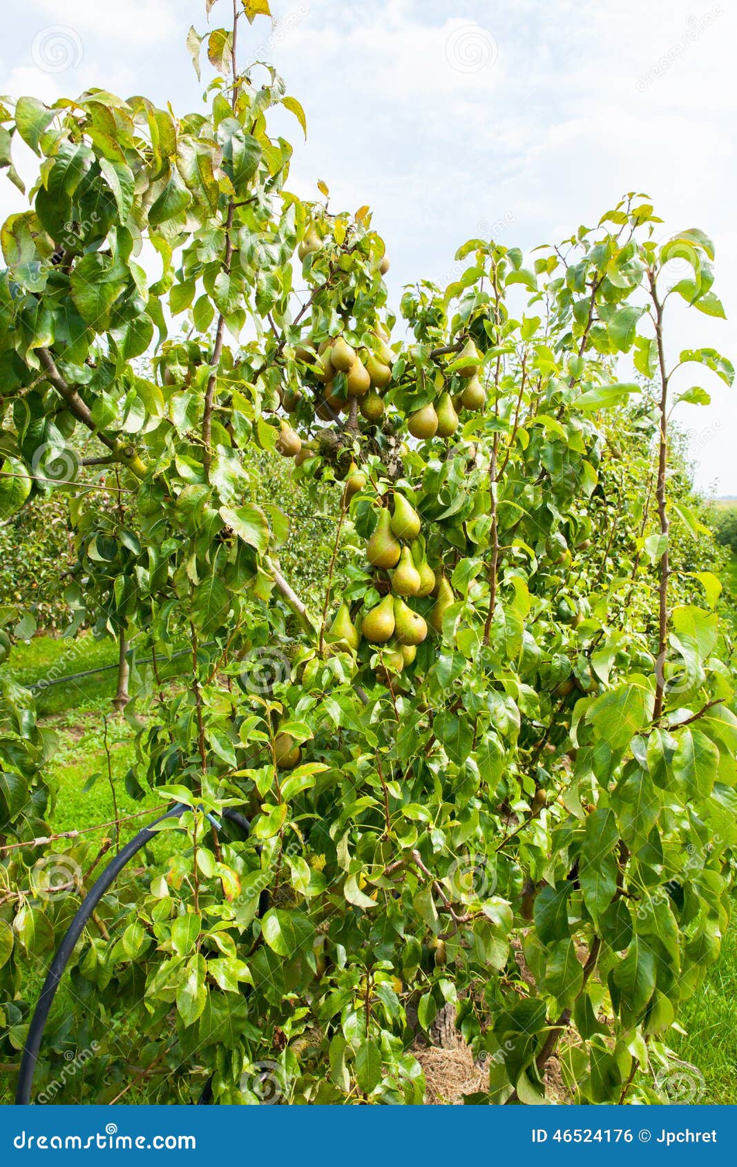 Pear Trees Laden with Fruit in an Orchard Stock Photo - Image of leaf ...