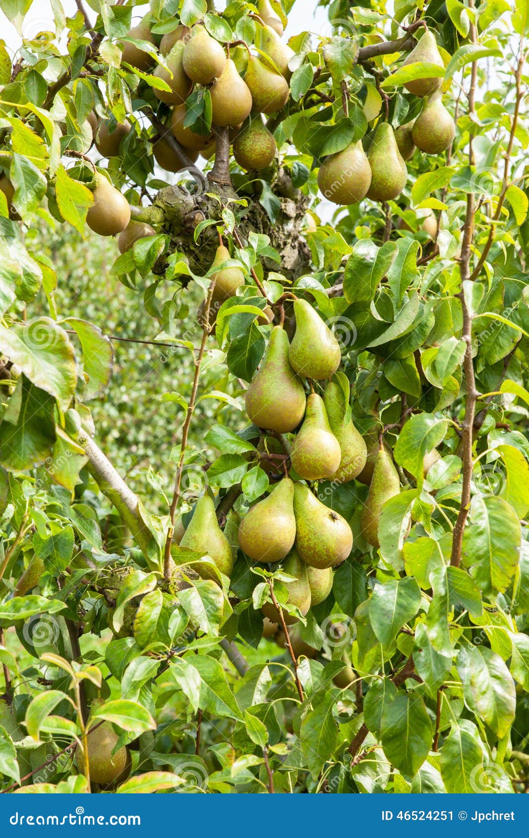 Pear Trees Laden with Fruit in an Orchard Stock Image - Image of apple ...