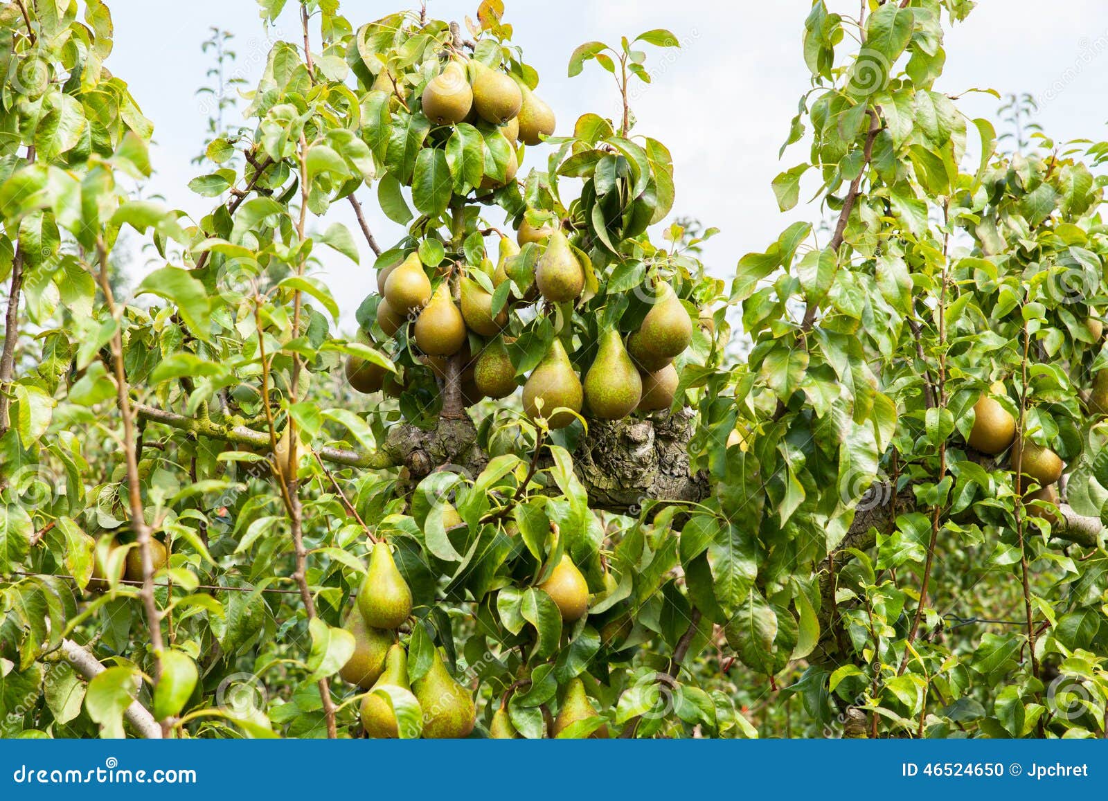 Pear Trees Laden with Fruit in an Orchard Stock Photo - Image of autumn ...